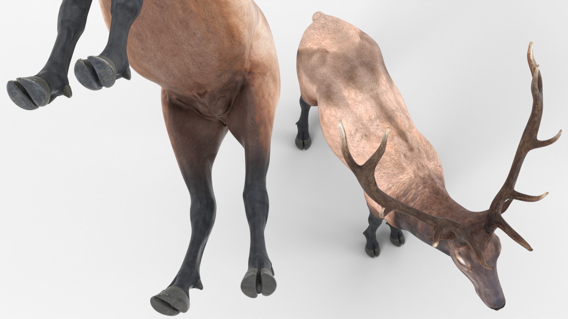 3D Realistic Wapiti Rigged For Blender Model - TurboSquid 2516752
