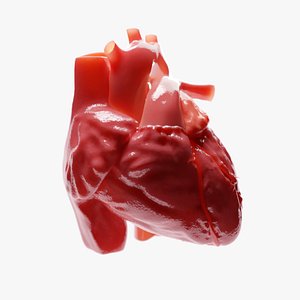 Human Heart glTF Models for Download | TurboSquid
