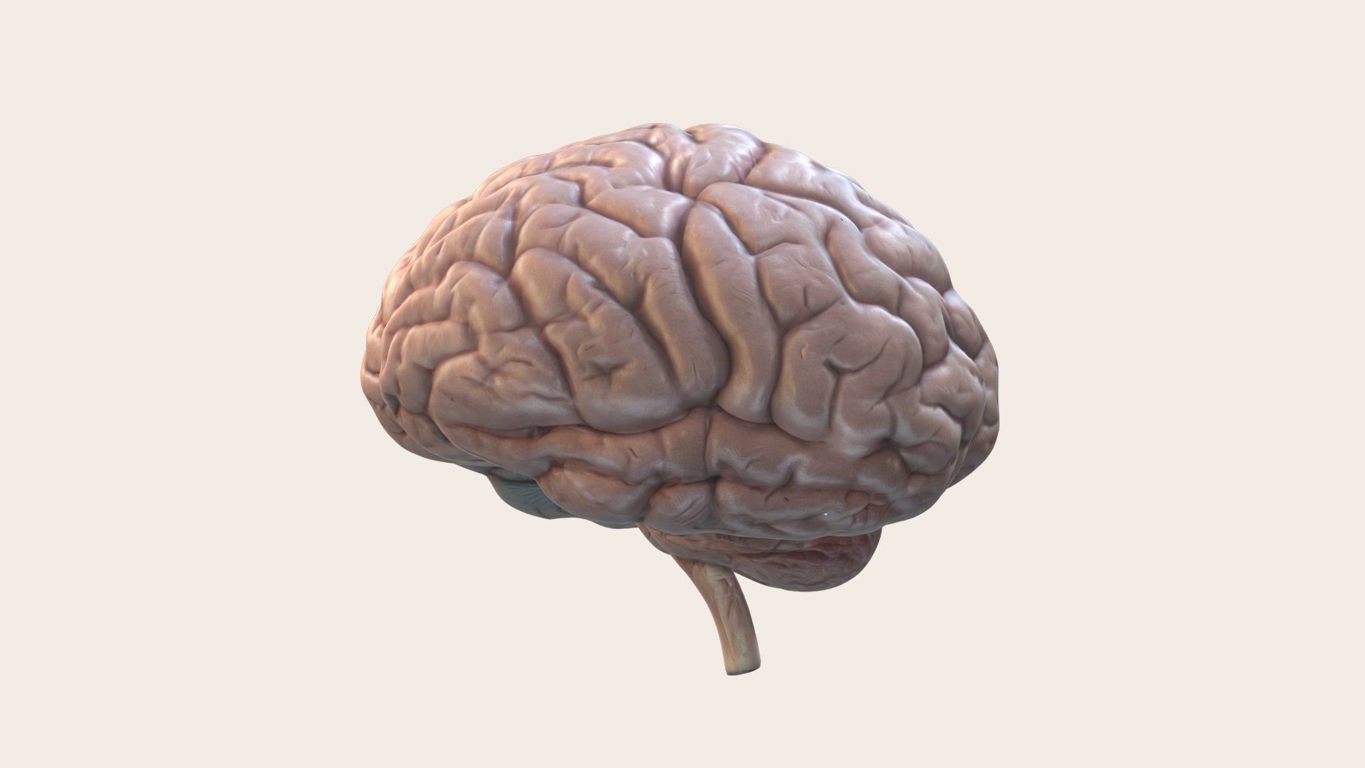 3D Human Brain - TurboSquid 2284758