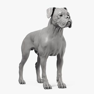 3D Animal Boxer Models - Browse & Download Formats - TurboSquid