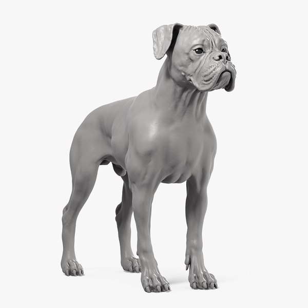modelo 3d Perro boxer - TurboSquid 2301915