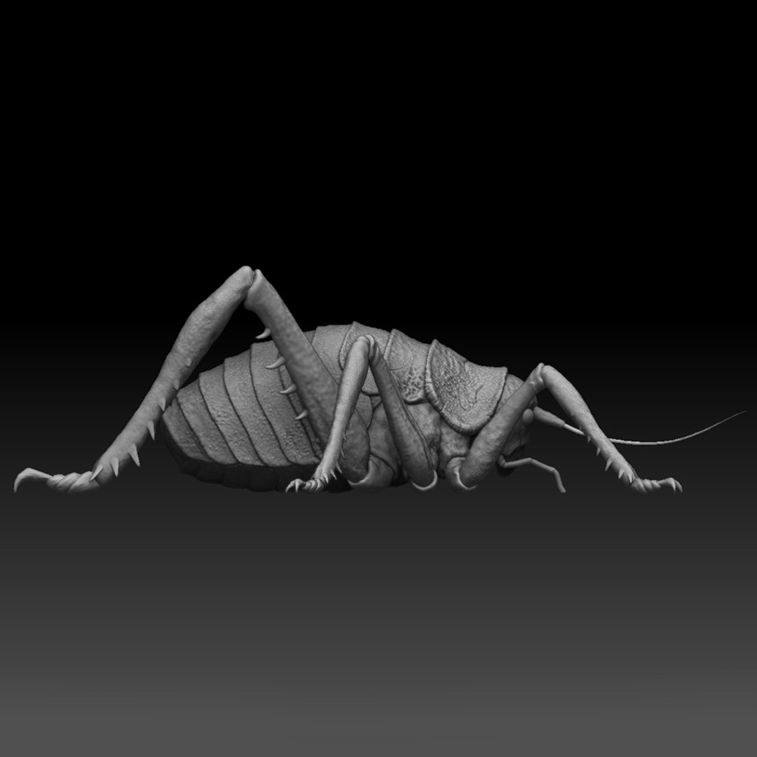 3d Model Weta