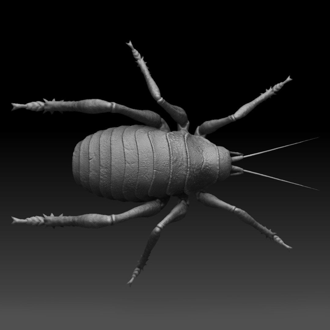 3d Model Weta
