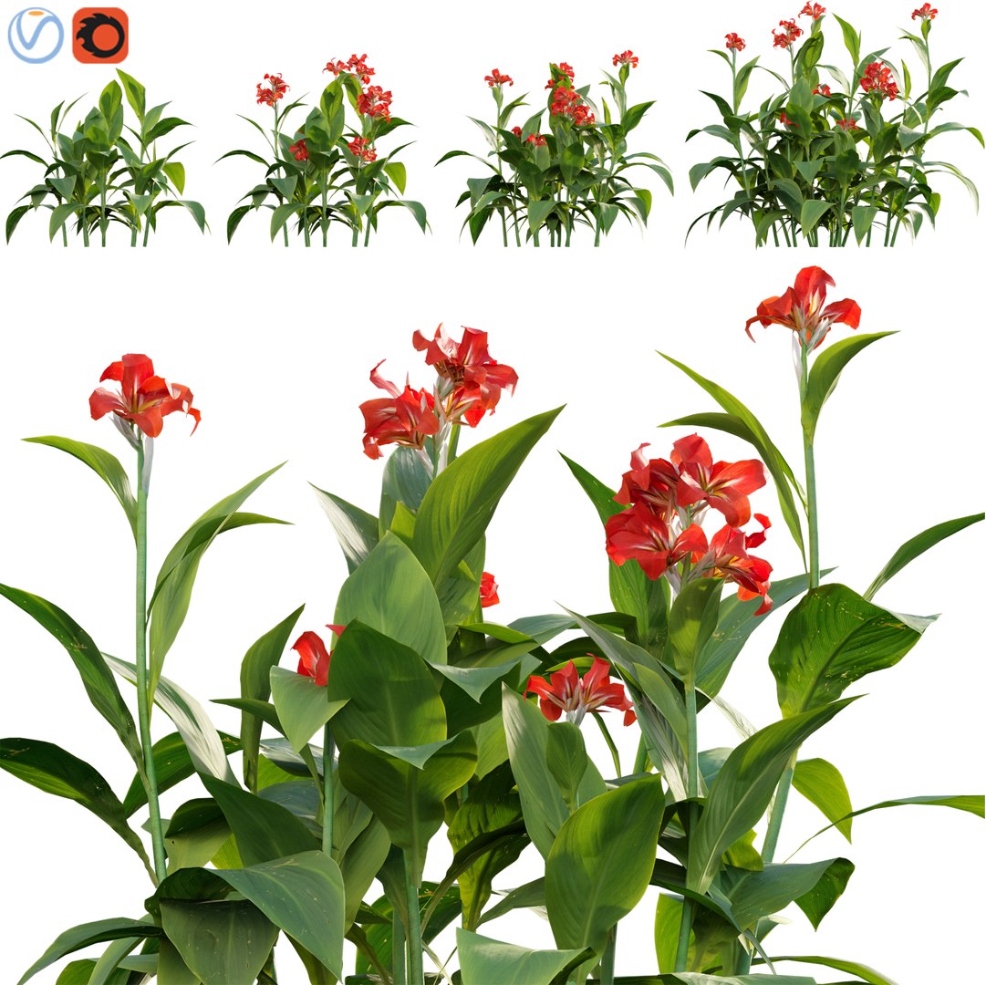 Canna - Canna Lily-02 3D Model - TurboSquid 1781206
