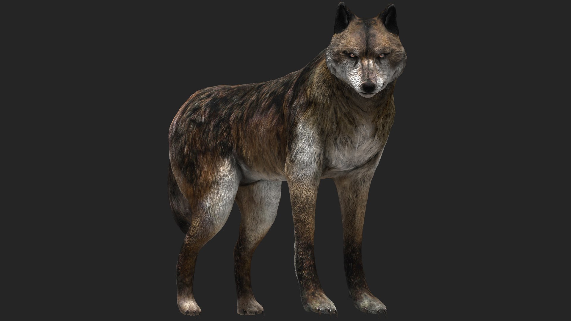 Wolf Beast 3D - TurboSquid 1457672