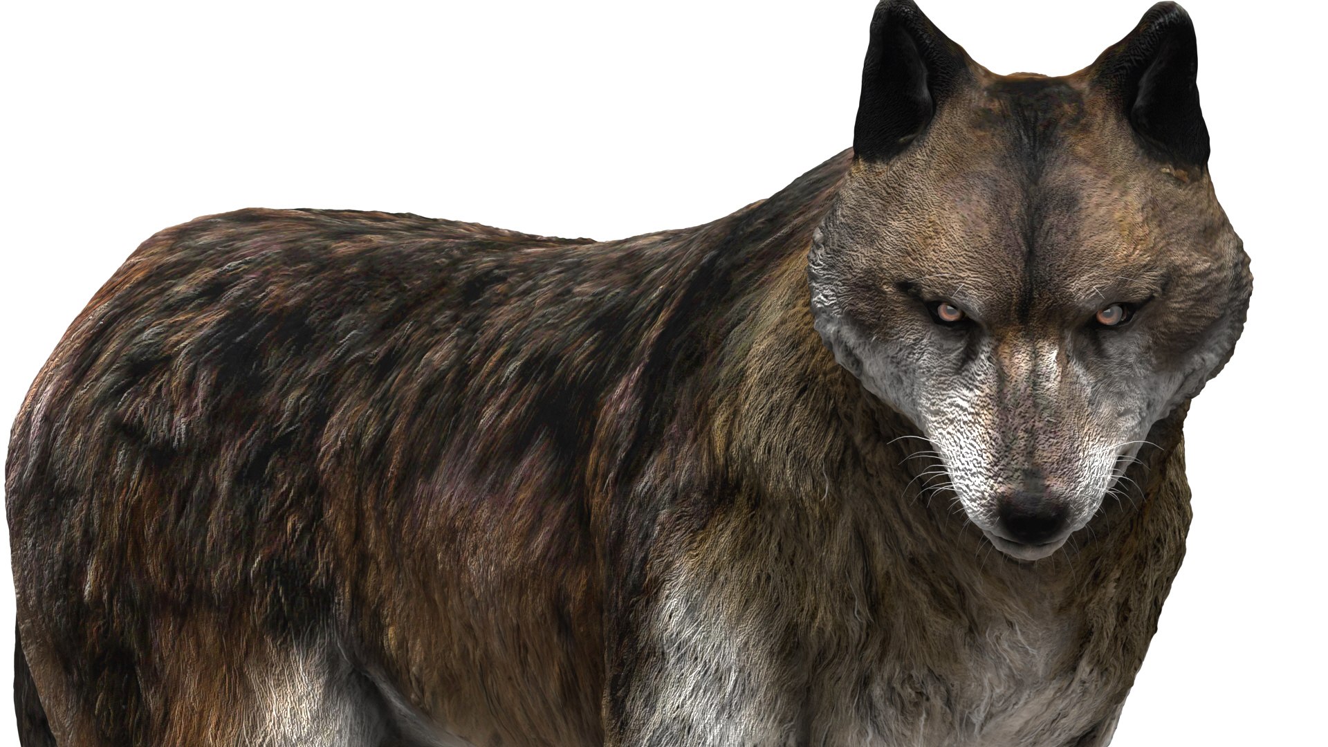 Wolf Beast 3D - TurboSquid 1457672