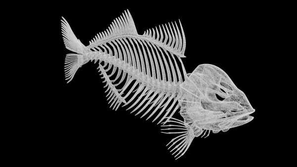 3D Fish Skeleton model - TurboSquid 1820092