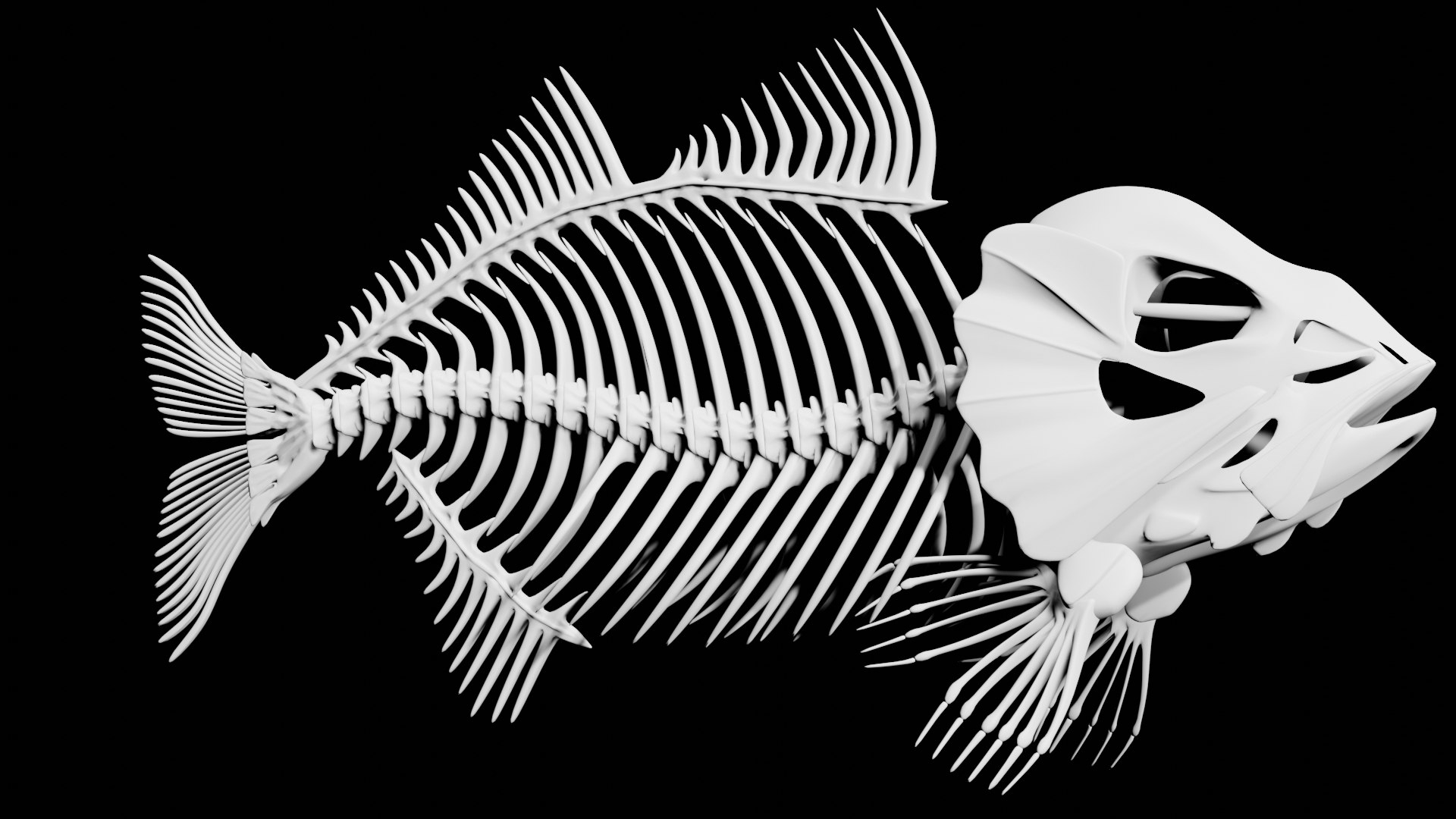 3D Fish Skeleton Model - TurboSquid 1820092