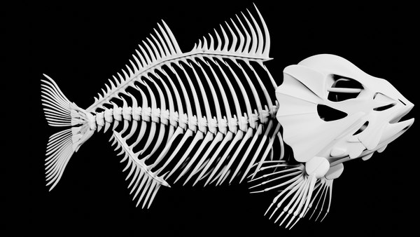 3D Fish Skeleton model - TurboSquid 1820092
