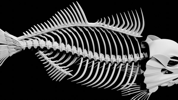 3D Fish Skeleton model - TurboSquid 1820092
