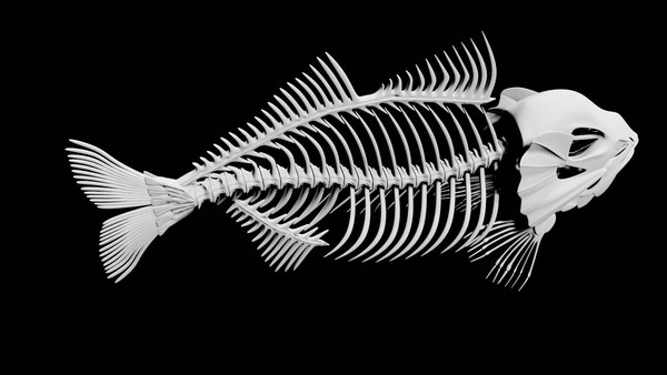 3D Fish Skeleton model - TurboSquid 1820092