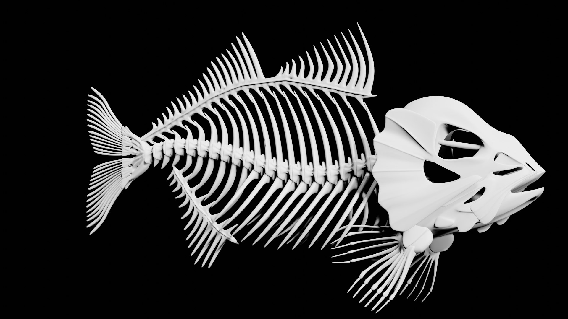 3D Fish Skeleton Model - TurboSquid 1820092