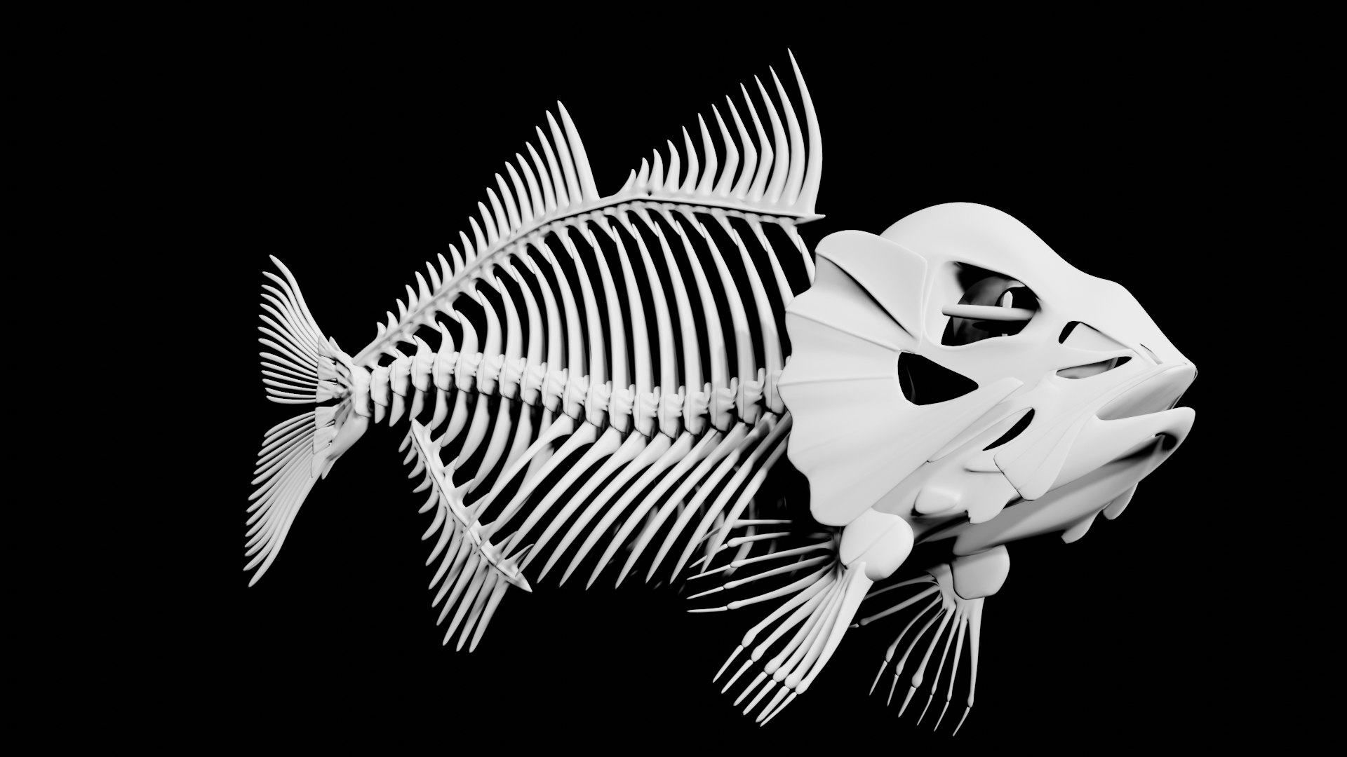 3D Fish Skeleton Model - TurboSquid 1820092