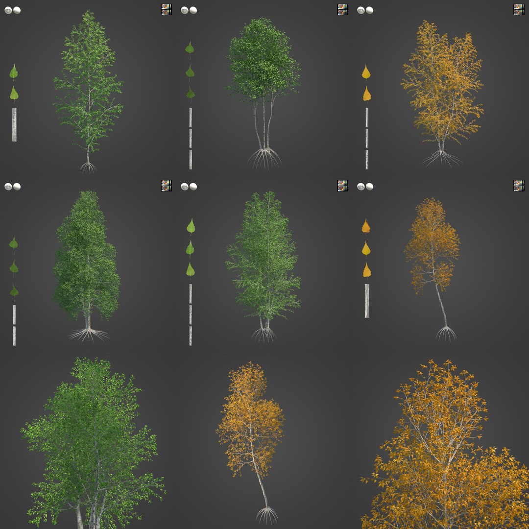 3D 2021 PBR Grey Birch Collection - Betula Populifolia - TurboSquid 1784224