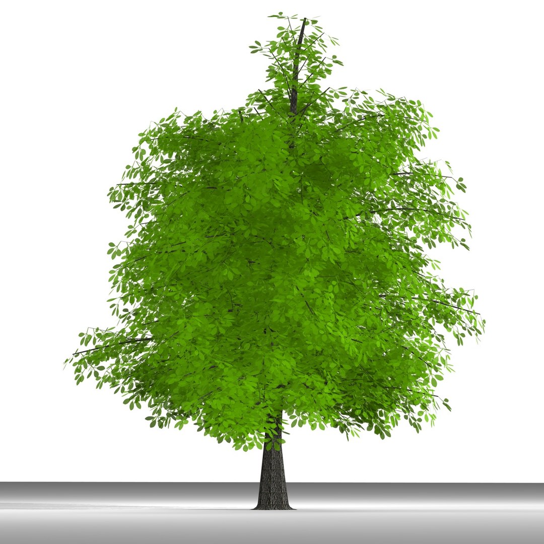 3d model of plane tree