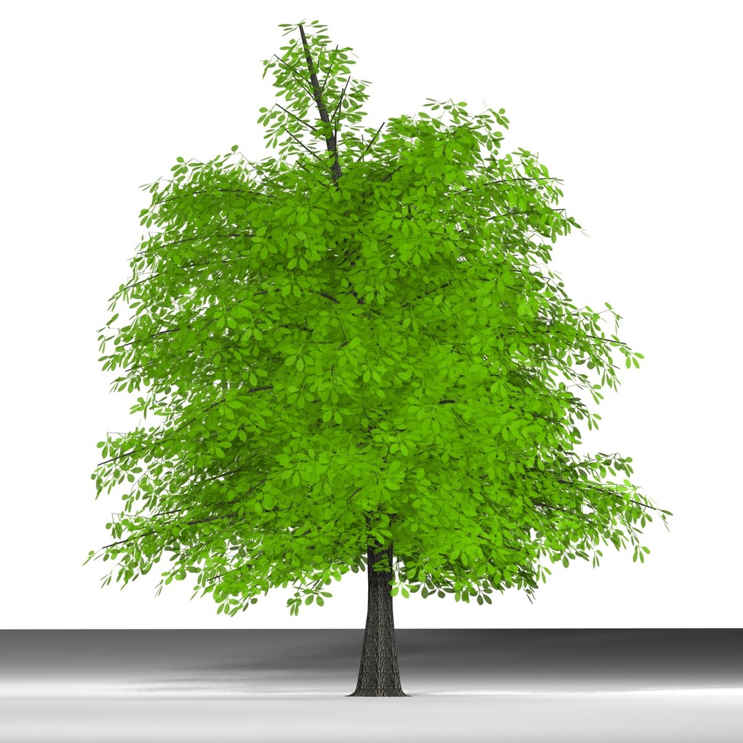 3d model of plane tree