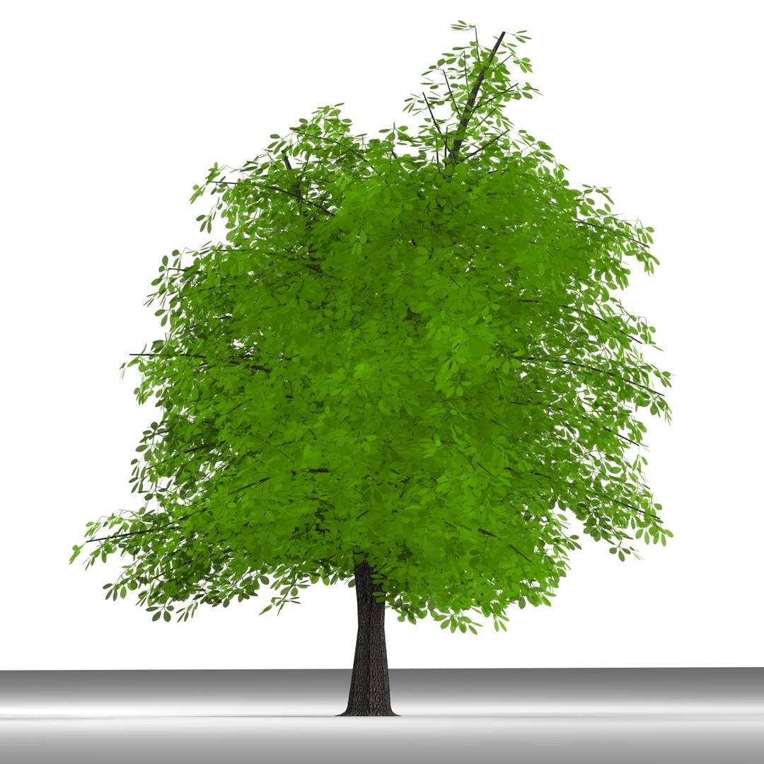 3d model of plane tree