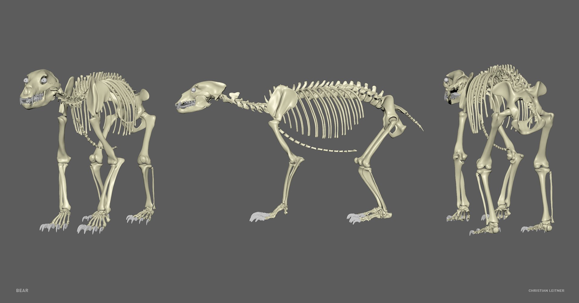 Bear Skeleton Muscles 3D Model - TurboSquid 1547136