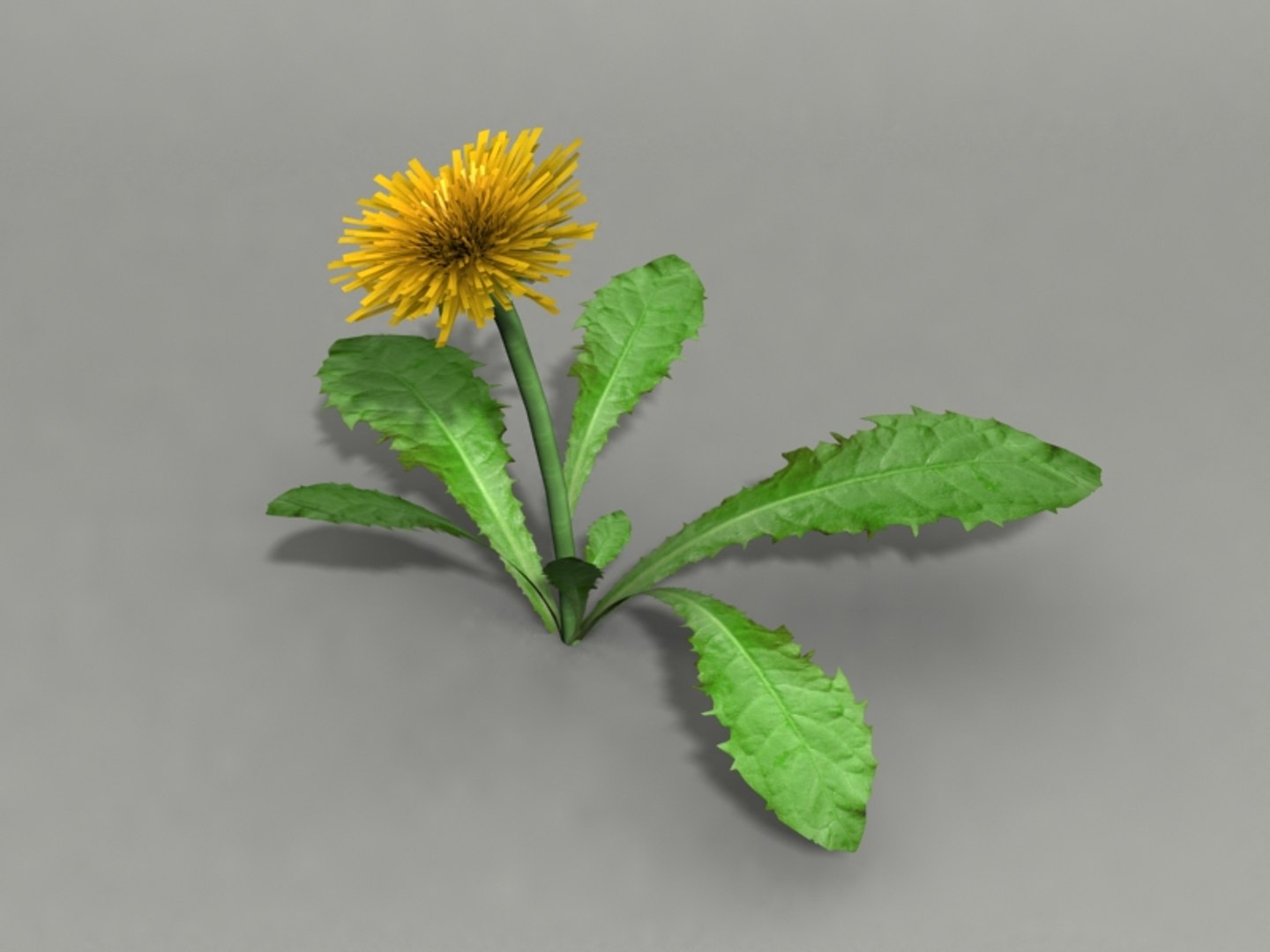 flower dandelion 3d max