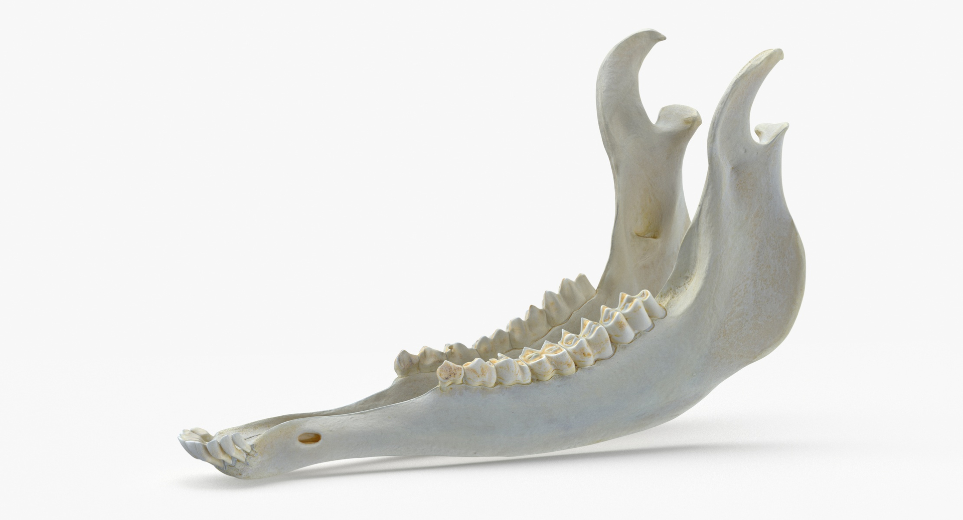 Red Deer Cervus Elaphus Female Jaw 01 3D - TurboSquid 2127904