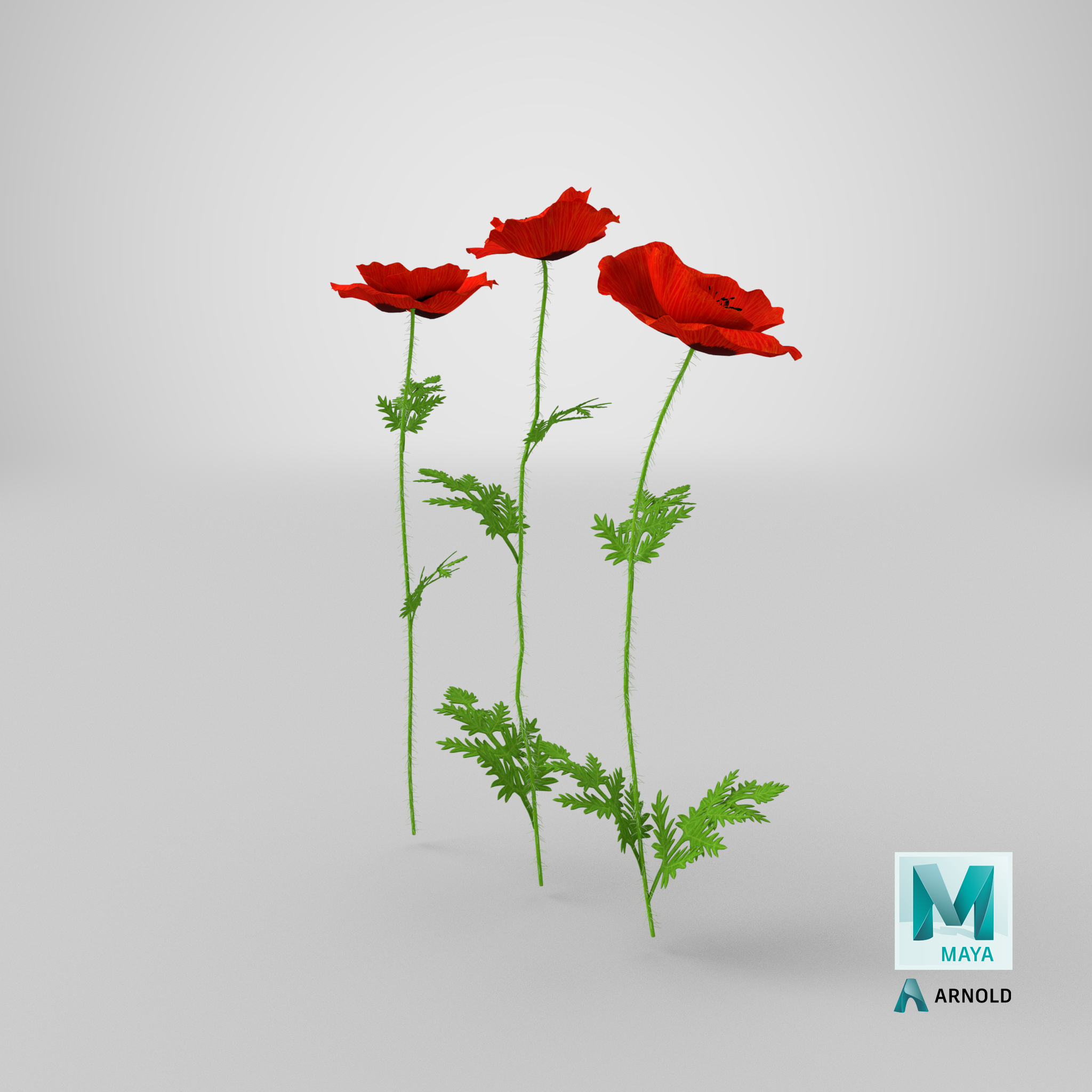 3D blooming poppy flower set model - TurboSquid 1580971