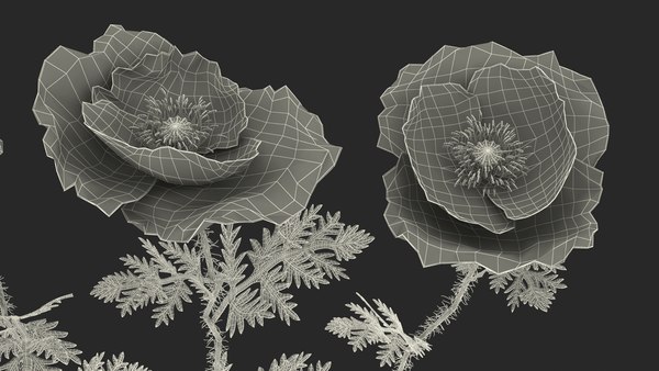 3D blooming poppy flower set model - TurboSquid 1580971