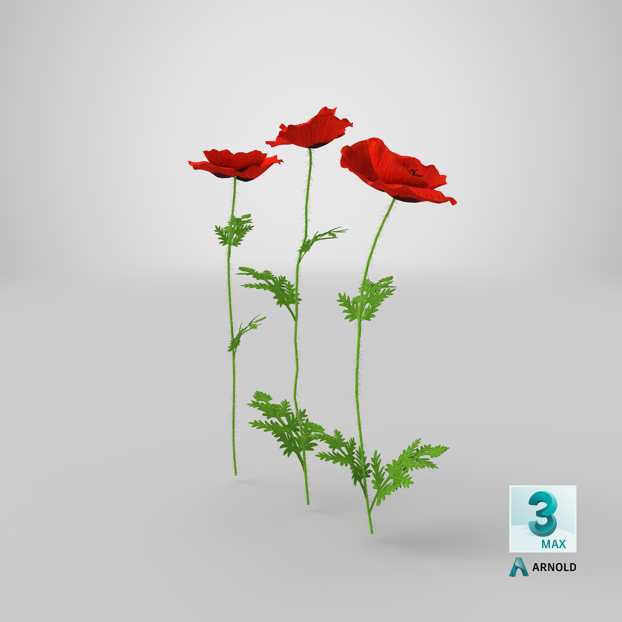 3D blooming poppy flower set model - TurboSquid 1580971