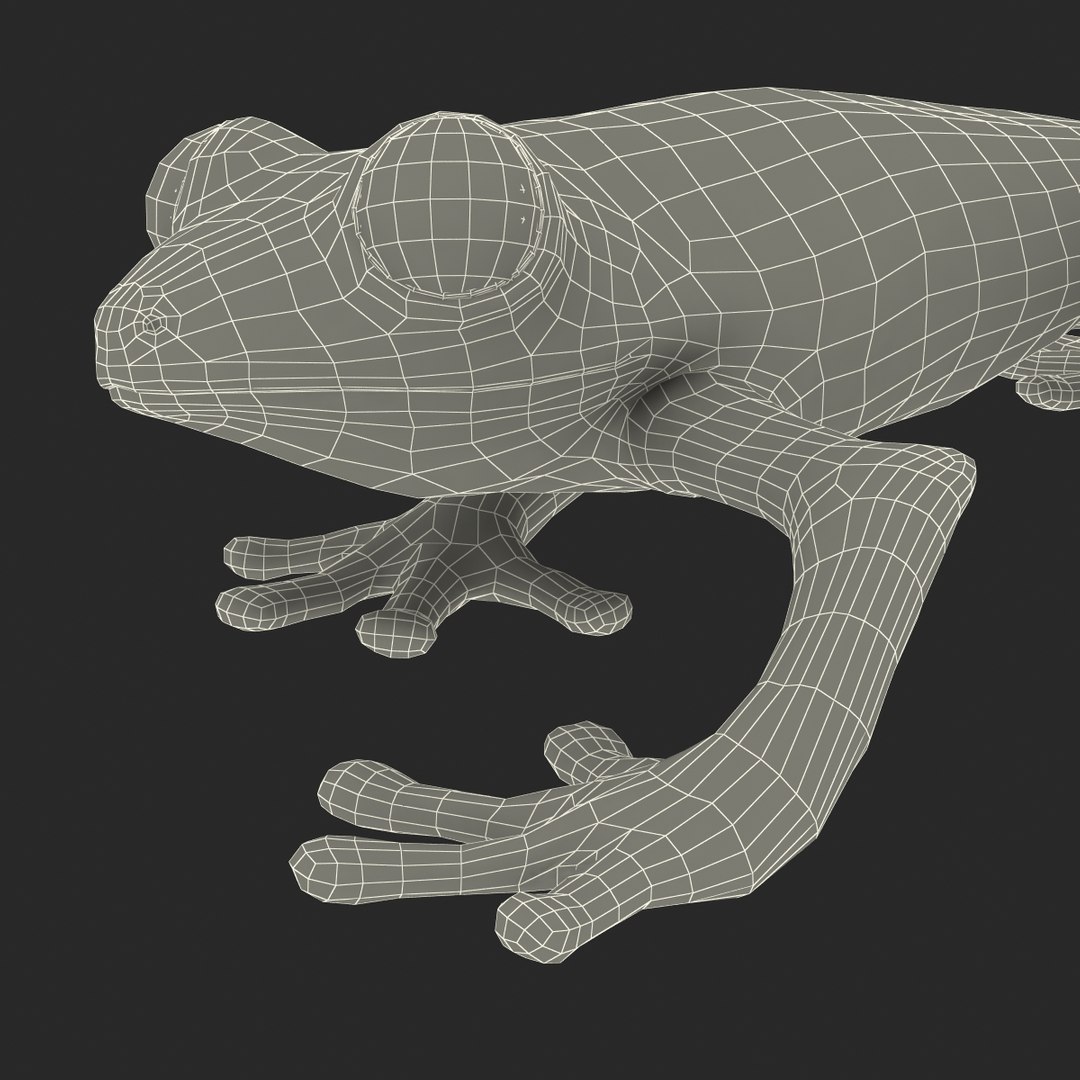 3d Model Red Eyed Tree Frog