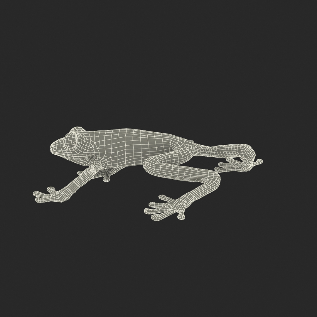 3d Model Red Eyed Tree Frog