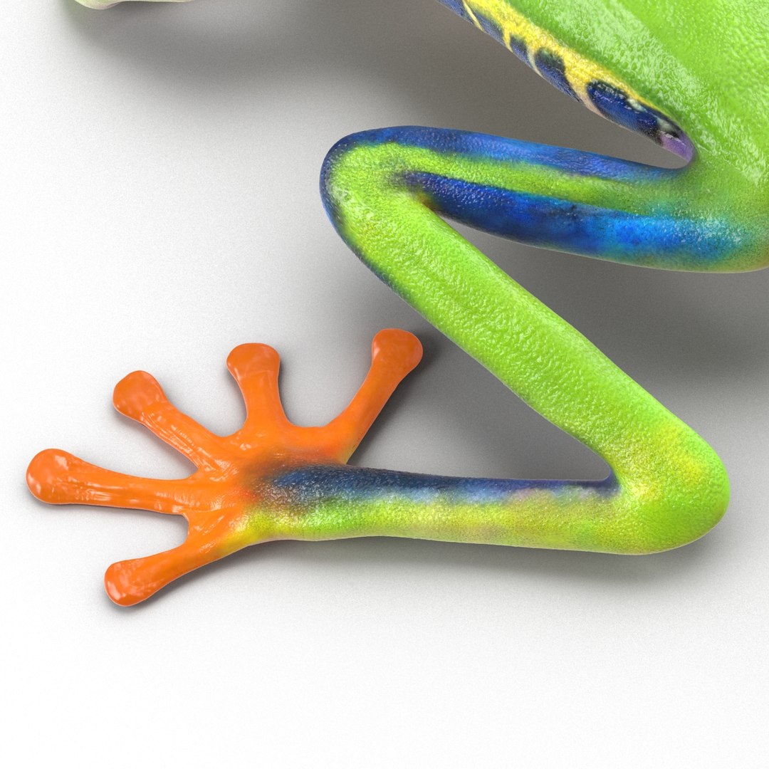 3d Model Red Eyed Tree Frog