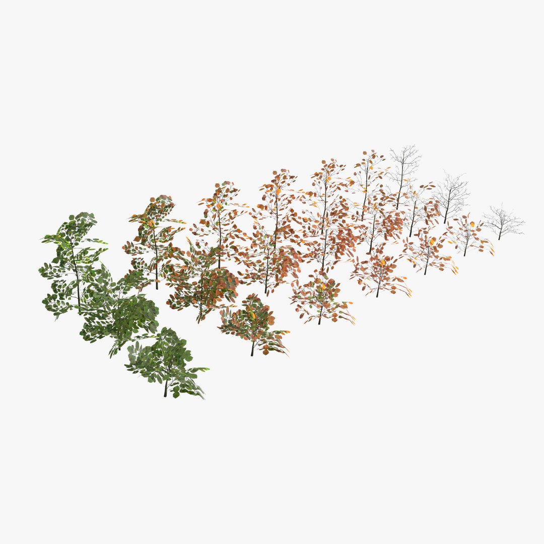 Beech Shrubs Pack 3D - TurboSquid 2114403