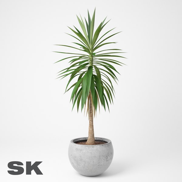 Yucca 3D Models for Download | TurboSquid