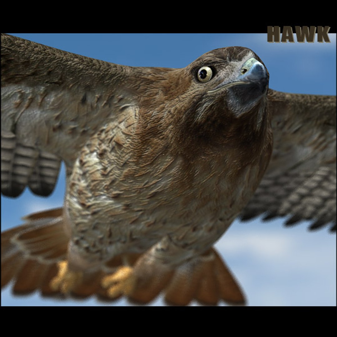 Hawk Animation 3d Model