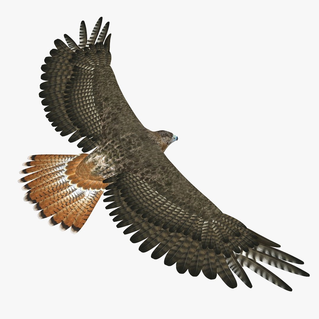 Hawk Animation 3d Model