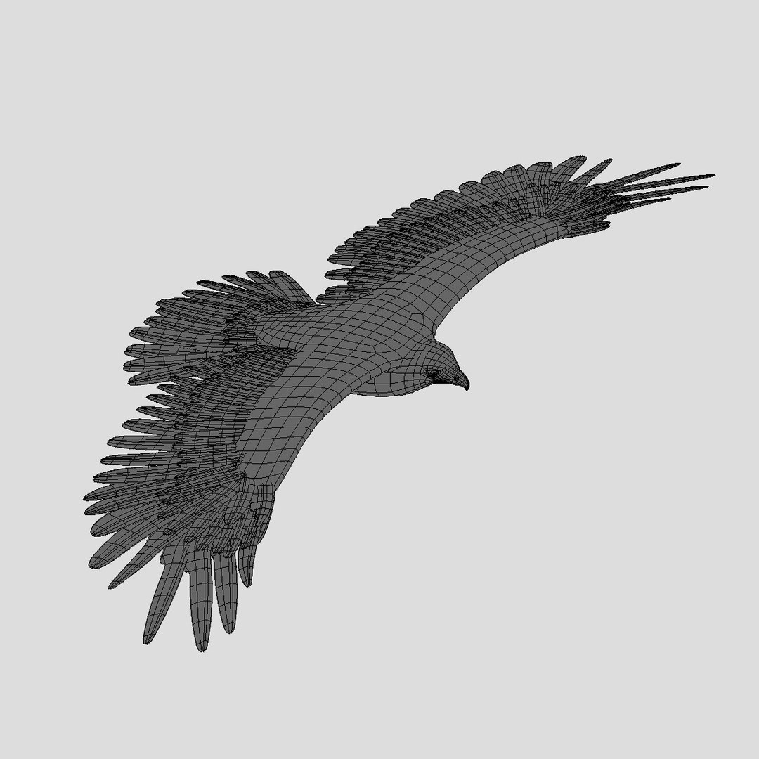 Hawk Animation 3d Model