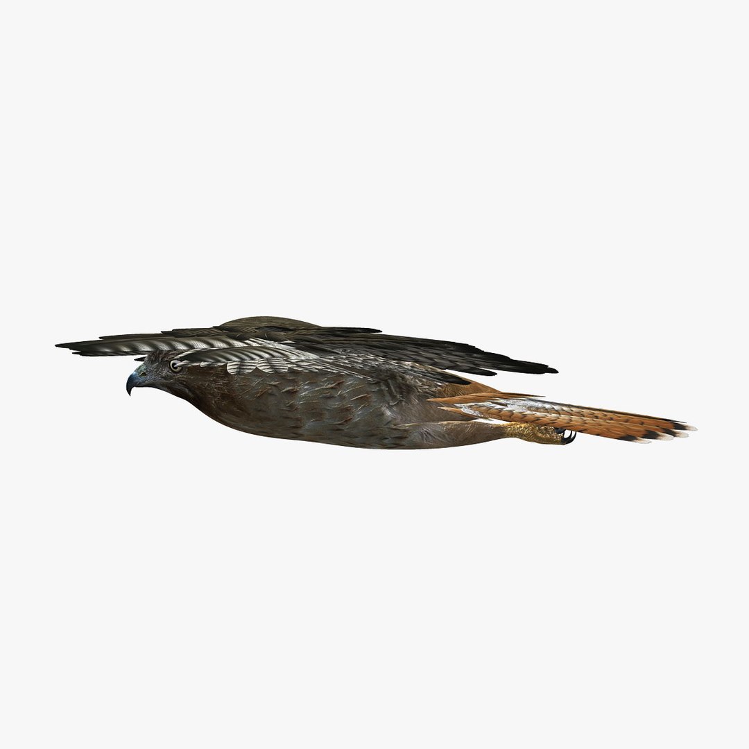 Hawk Animation 3d Model