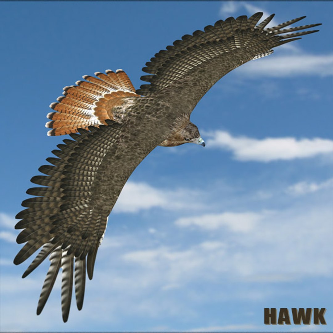 Hawk Animation 3d Model