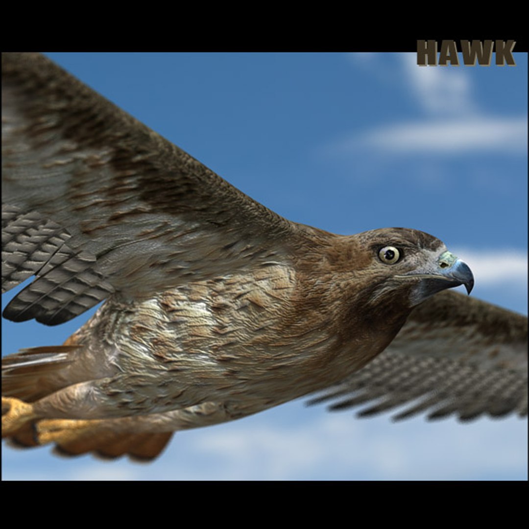 Hawk Animation 3d Model