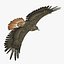 Hawk Animation 3d Model