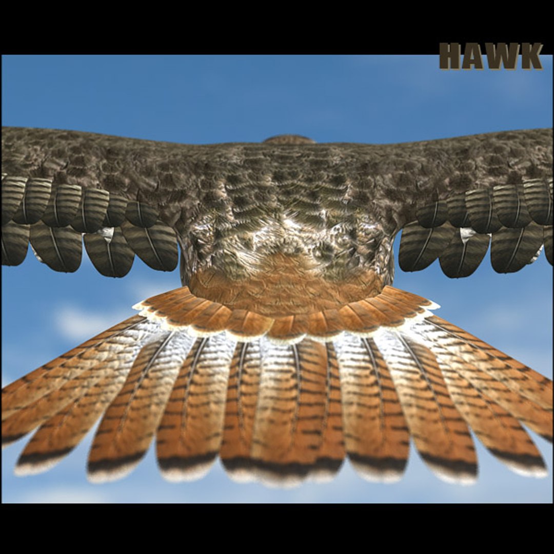 Hawk Animation 3d Model