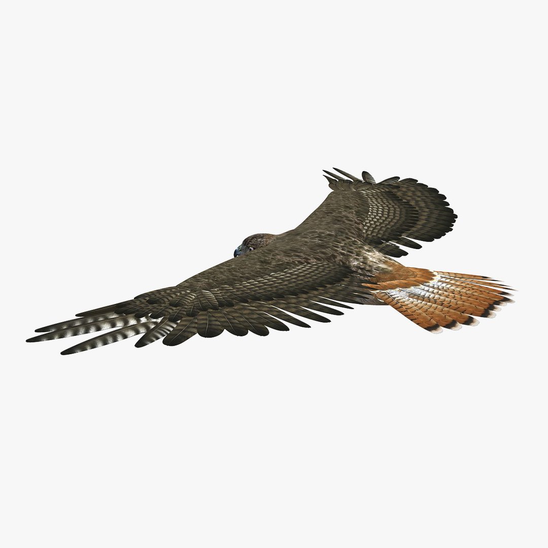 Hawk Animation 3d Model