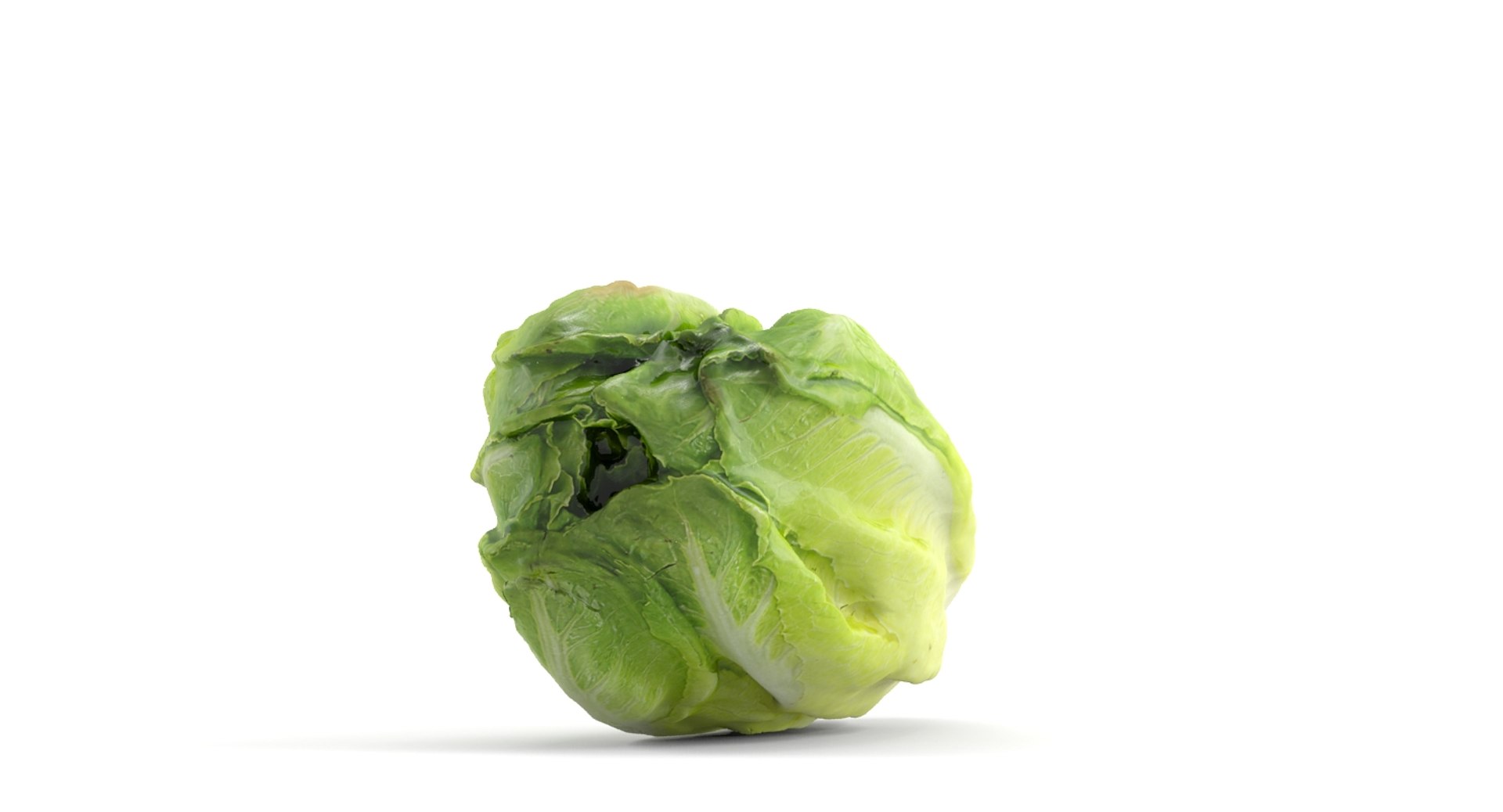 Max Realistic Lettuce