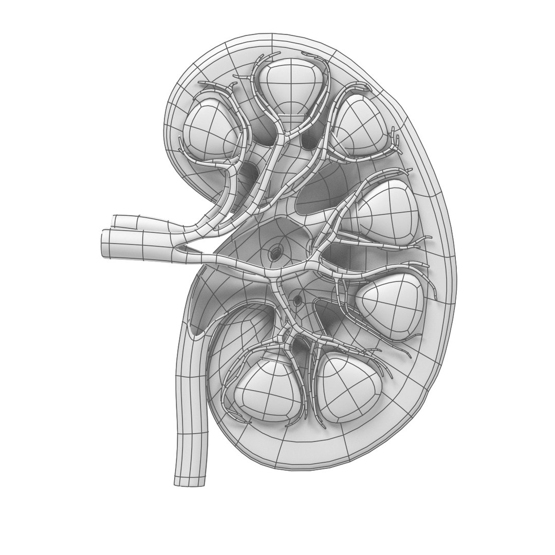 3d Kidney