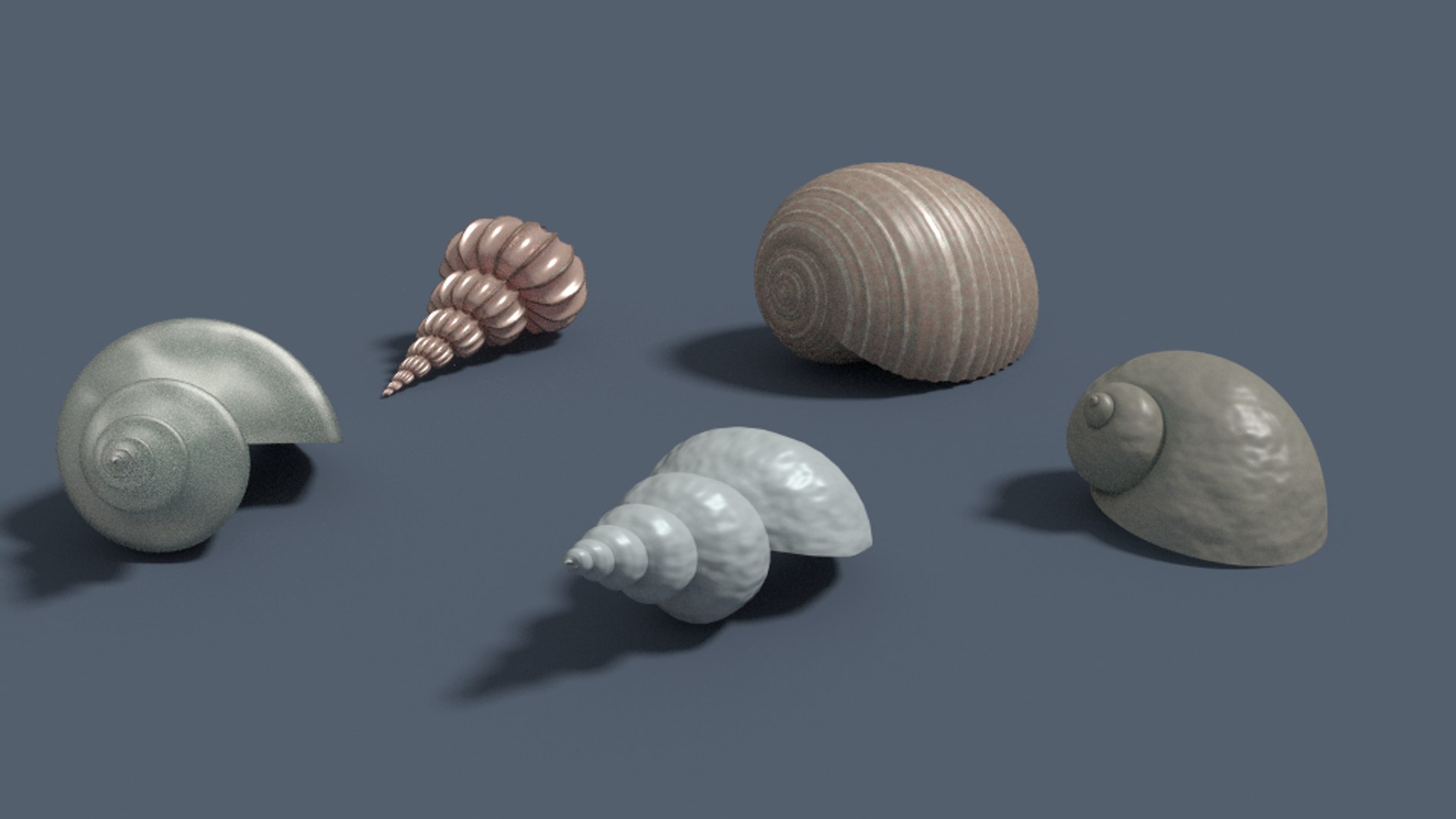 3d Model Seashell Sea Shell