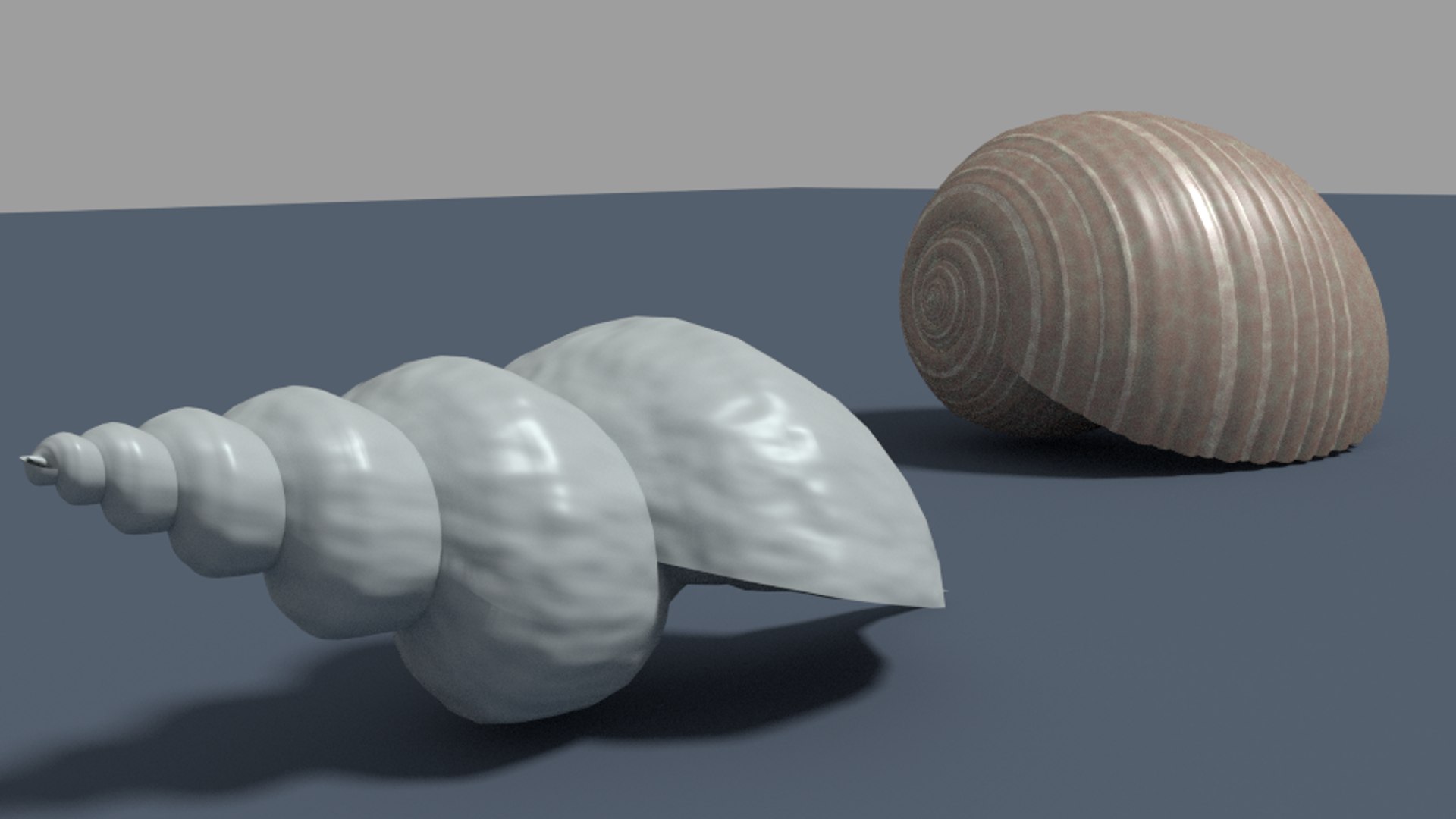3d Model Seashell Sea Shell