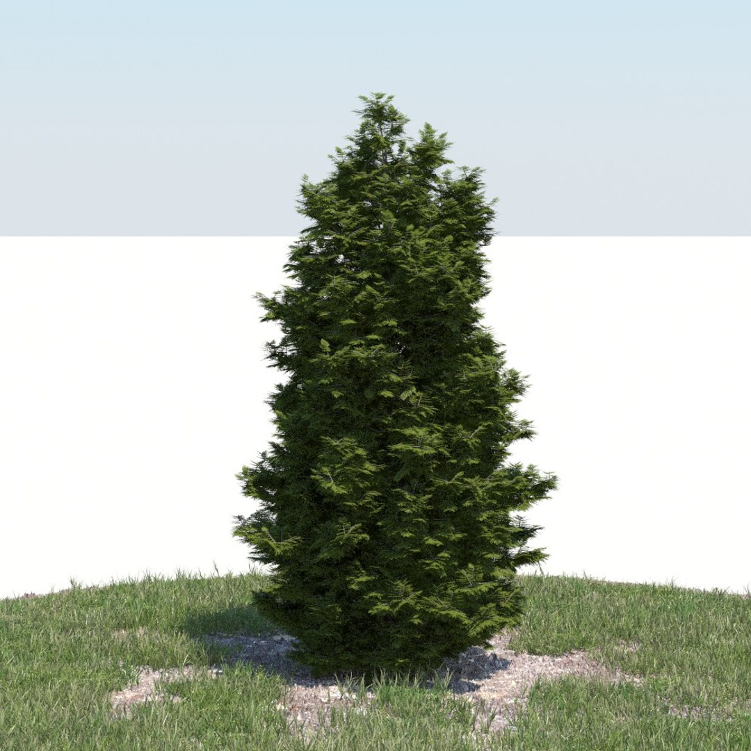 Realistic Thuja Tree 3d Model