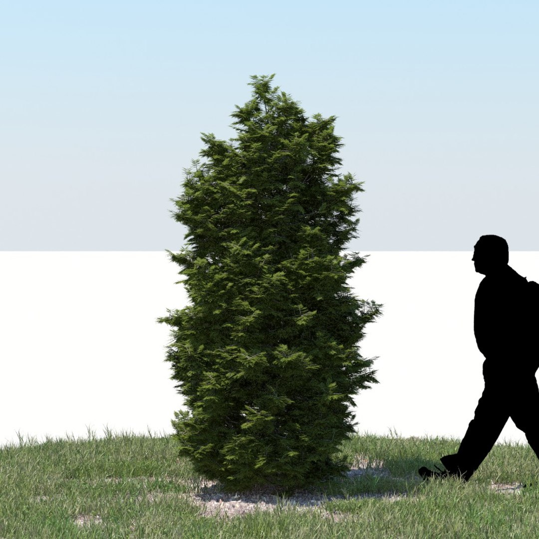 Realistic Thuja Tree 3d Model