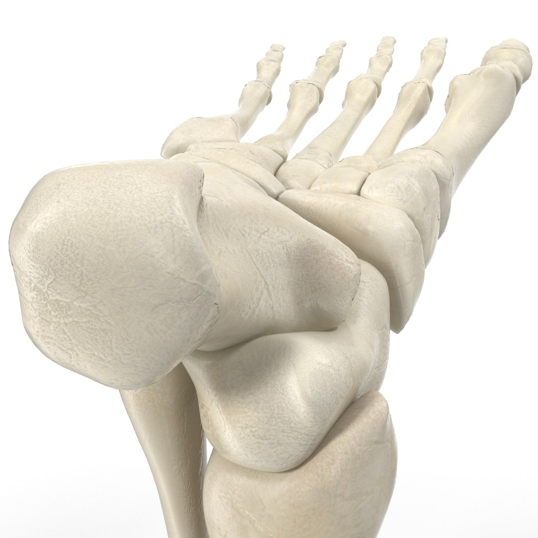 max human skeleton foot