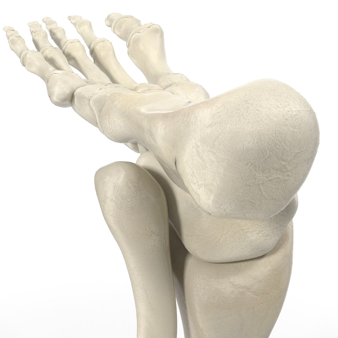max human skeleton foot