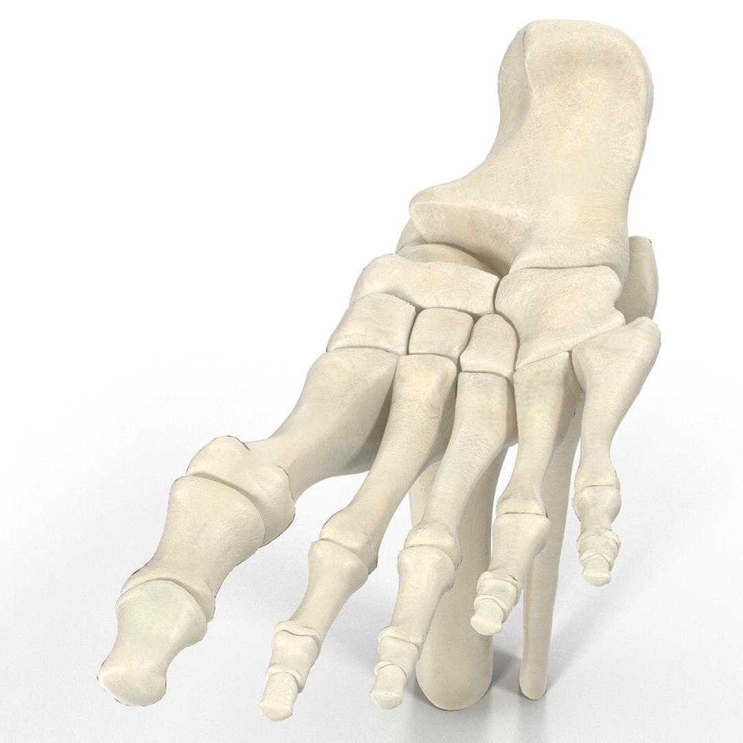 max human skeleton foot